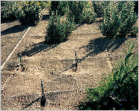 geojute_antiwash - Belton Industries