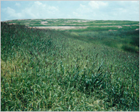 geojuteplus - Belton Industries