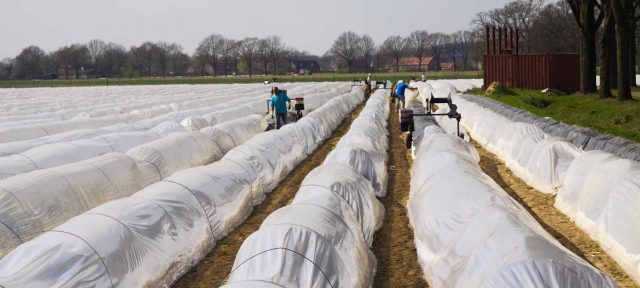 Protection Fabrics in Agriculture and Horticulture | Belton Industries